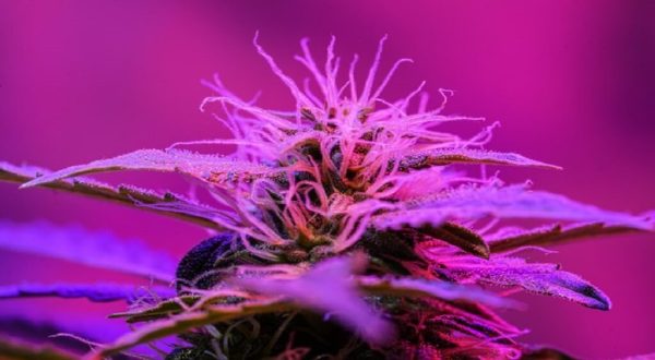 What Makes Some Cannabis Strains Turn Purple - LPB