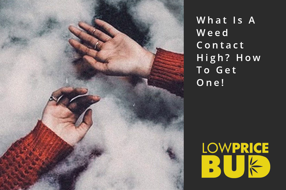What Is A Weed Contact High? How To Get One! - Low Price Bud