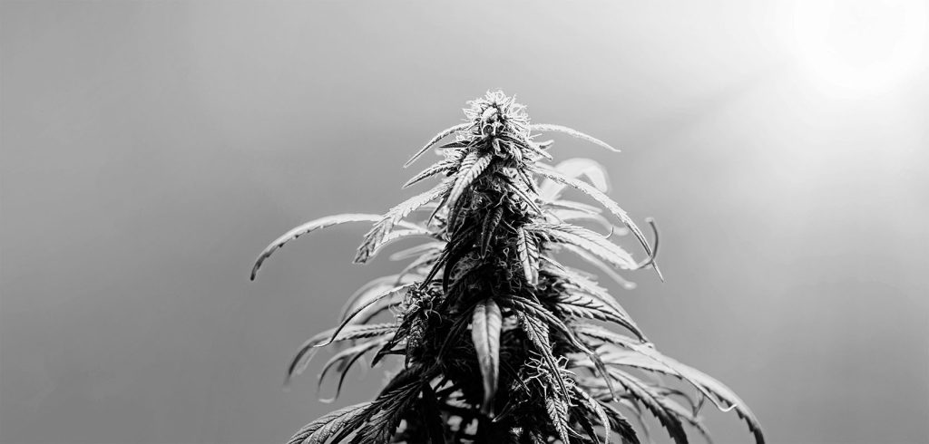 Purple Drank Breath Strain Info & 3 Top Alternative Strains