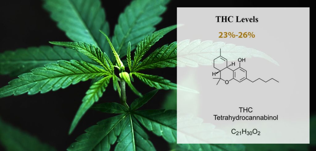 Purple Drank Breath Strain Info & 3 Top Alternative Strains