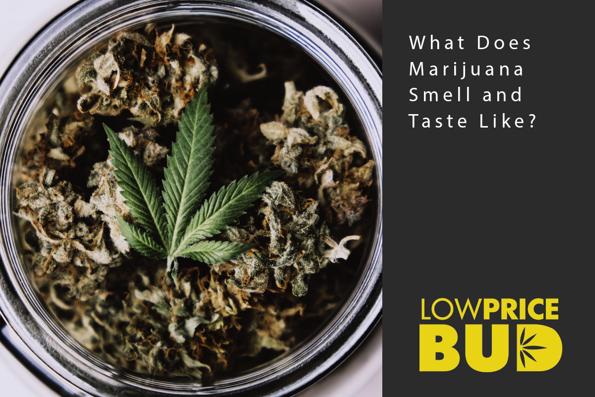 What Does Marijuana Smell and Taste Like? - Low Price Bud