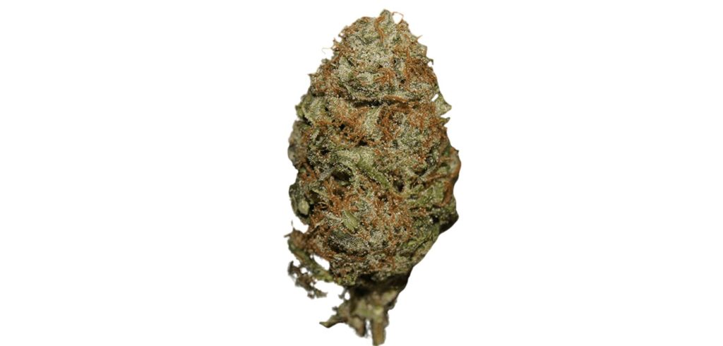 Bruce Banner Strain: A Powerful Hybrid Strain With Story