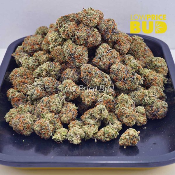 Astro Cookies (AAA) - Low Price Bud