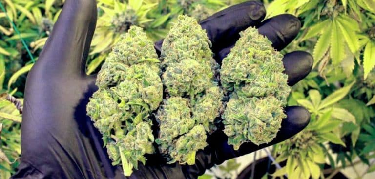 How To Roll A Spliff: Your Cheat Sheet For Rolling Spliffs