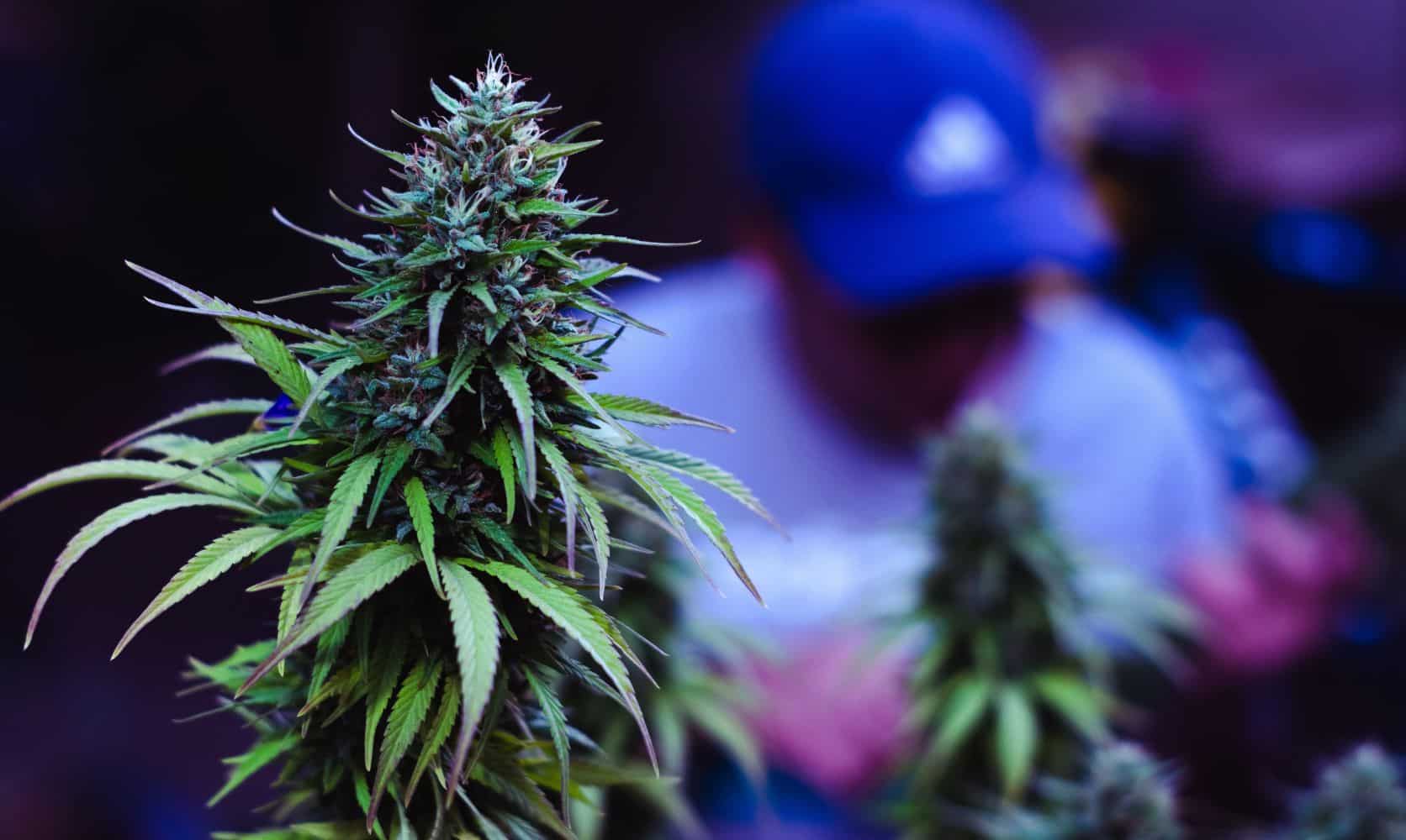 Introducing Purple Thunder Fuck & Other Purple Weed Strains