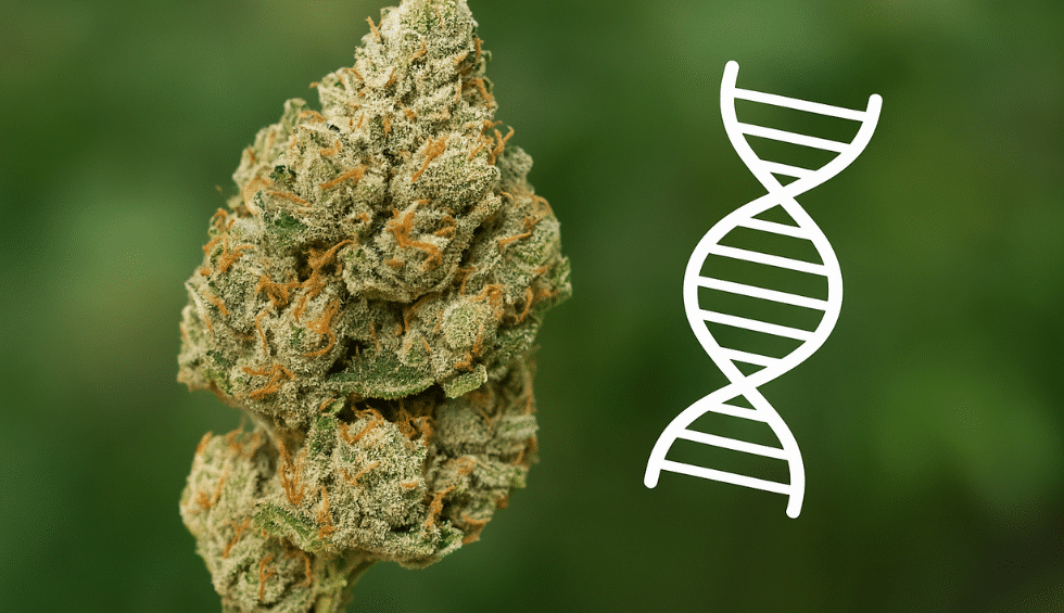 Marijuana Bud 101: How THC, Terpenes & Curing Shape Your High