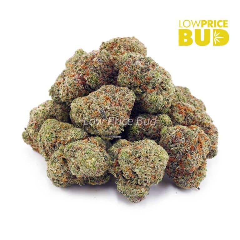Candyland (AA) - Low Price Bud