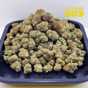Candyland (AA) - Low Price Bud